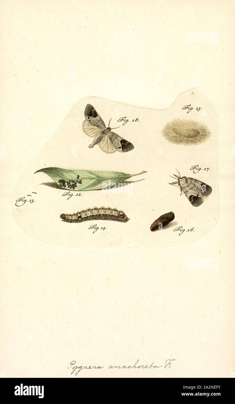 Pygaera, Print, Pygaera is a monotypic moth genus of the family ...