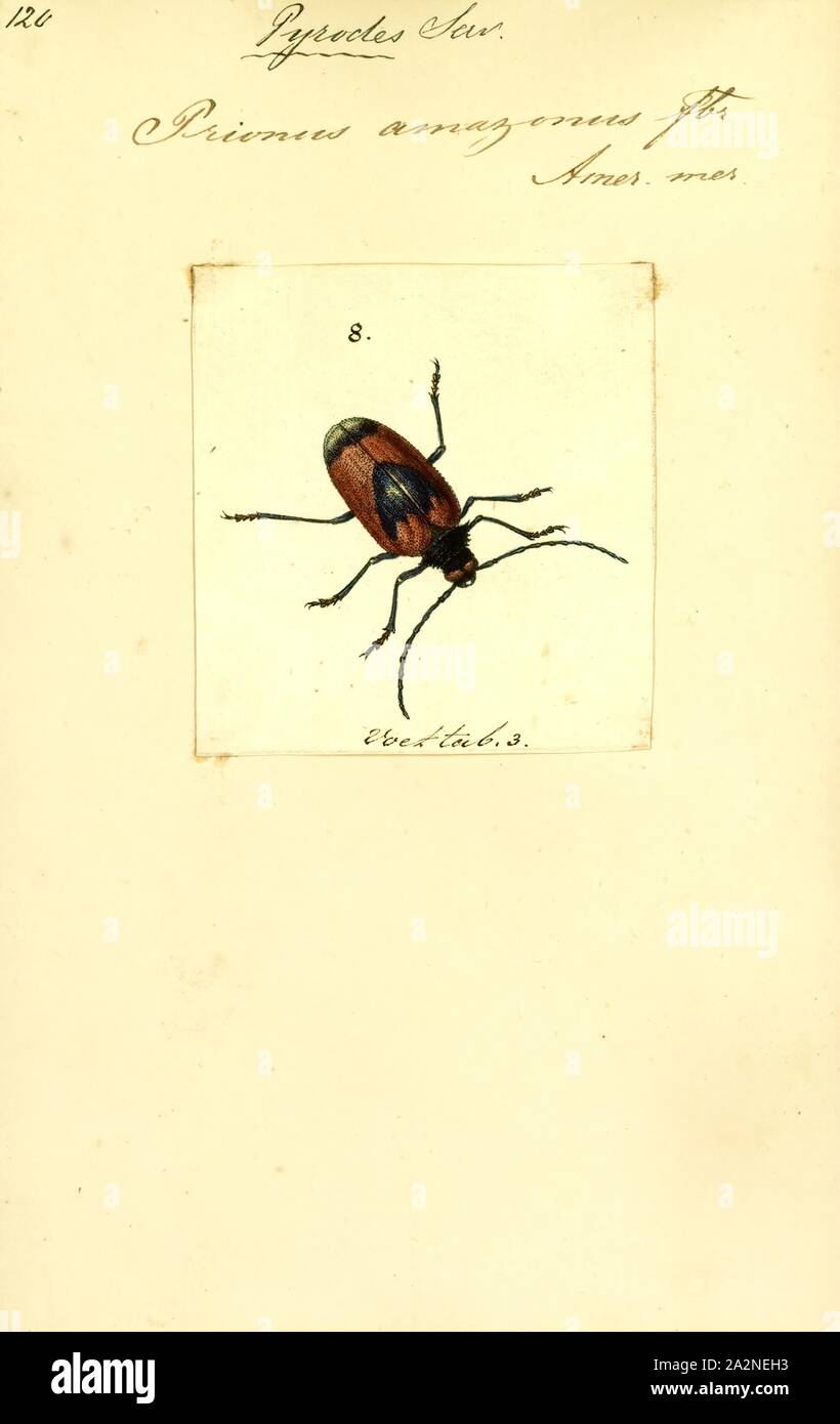 Pyrodes, Print, Pyrodes is a genus of beetle belonging to the family ...