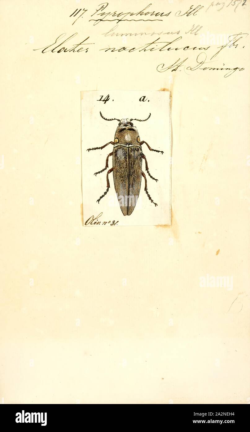 Pyrophorus hi-res stock photography and images - Alamy