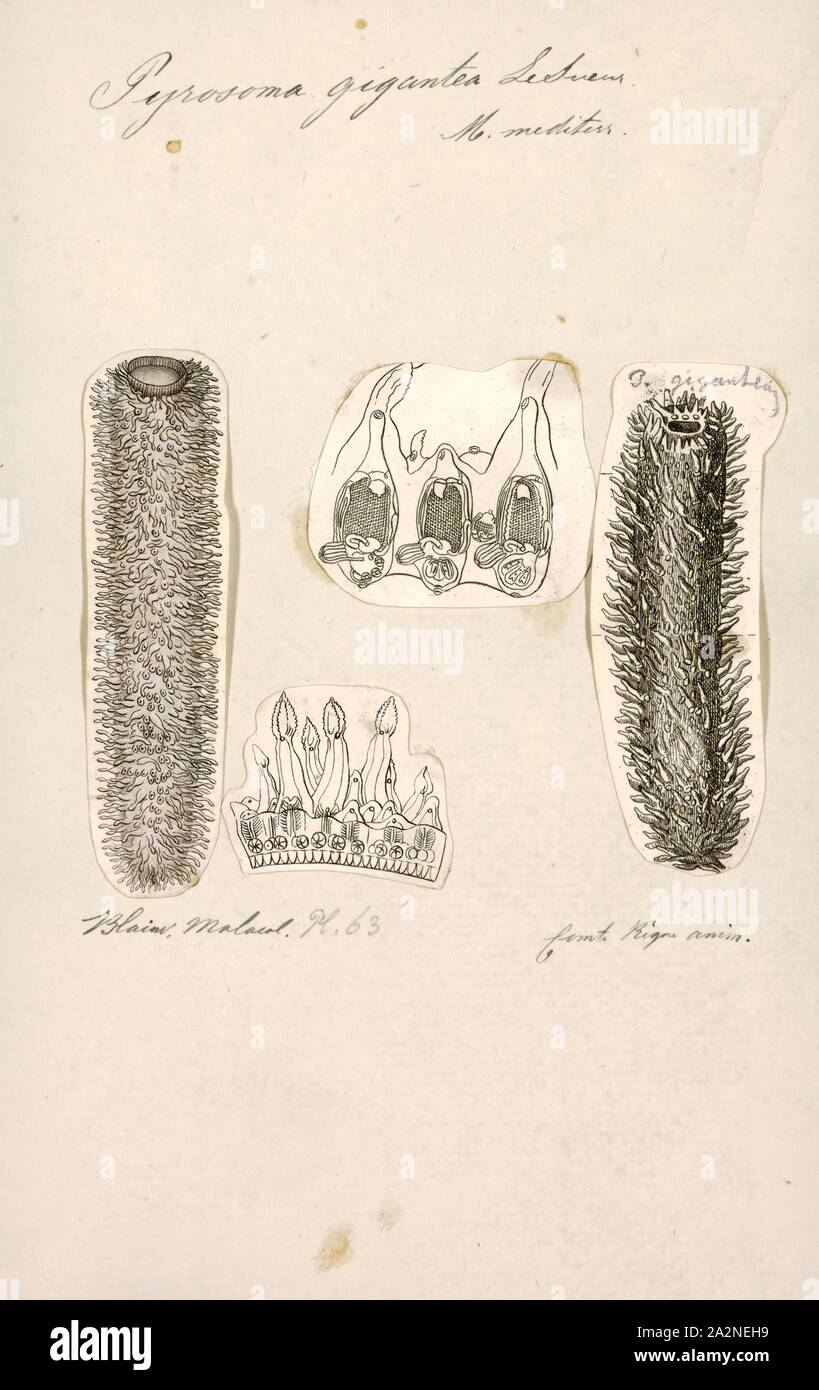 Genus pyrosoma hi-res stock photography and images - Alamy