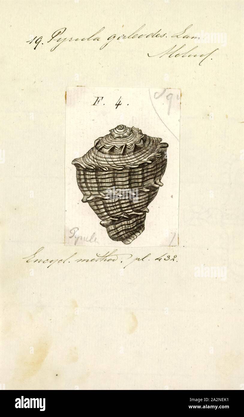 Galeodes hi-res stock photography and images - Alamy