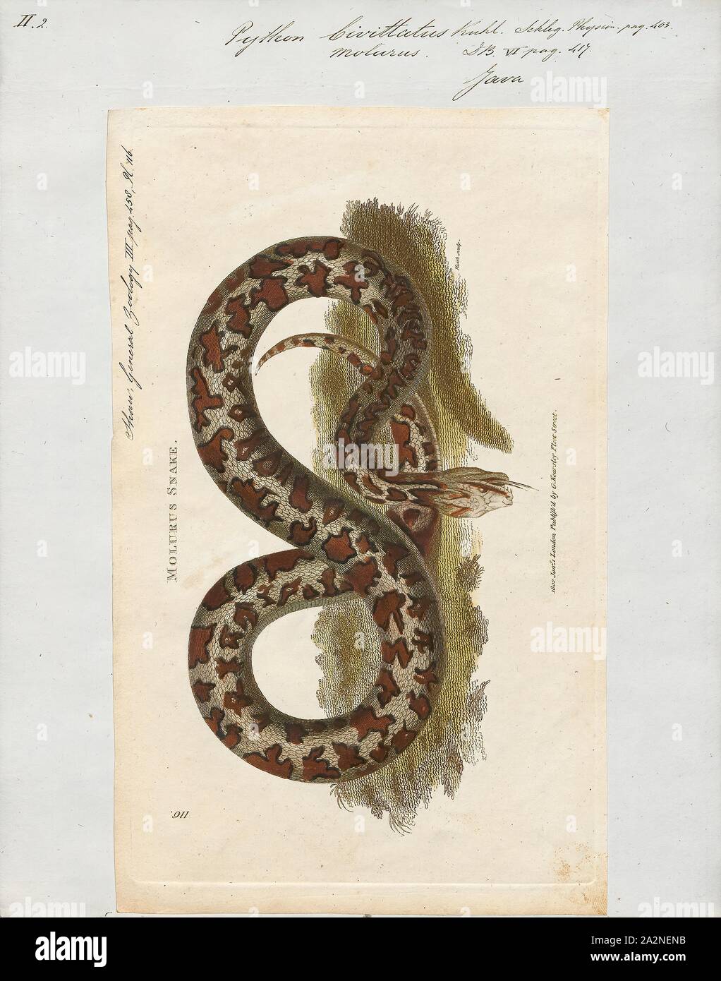 Python bivittatus, Print, The Burmese python (Python bivittatus) is one ...
