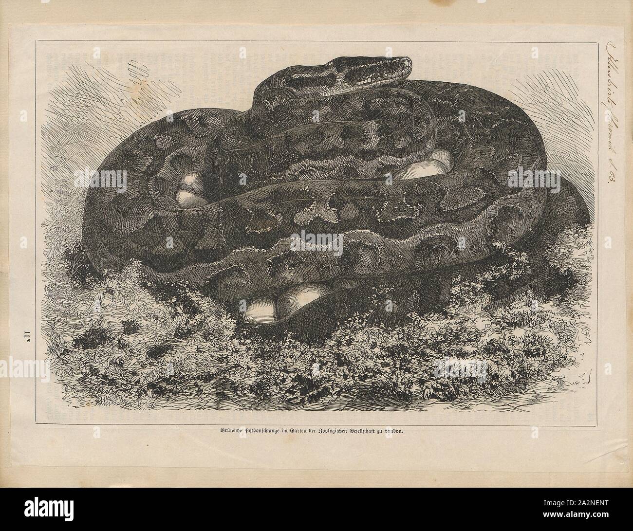 Python spec hi-res stock photography and images - Alamy