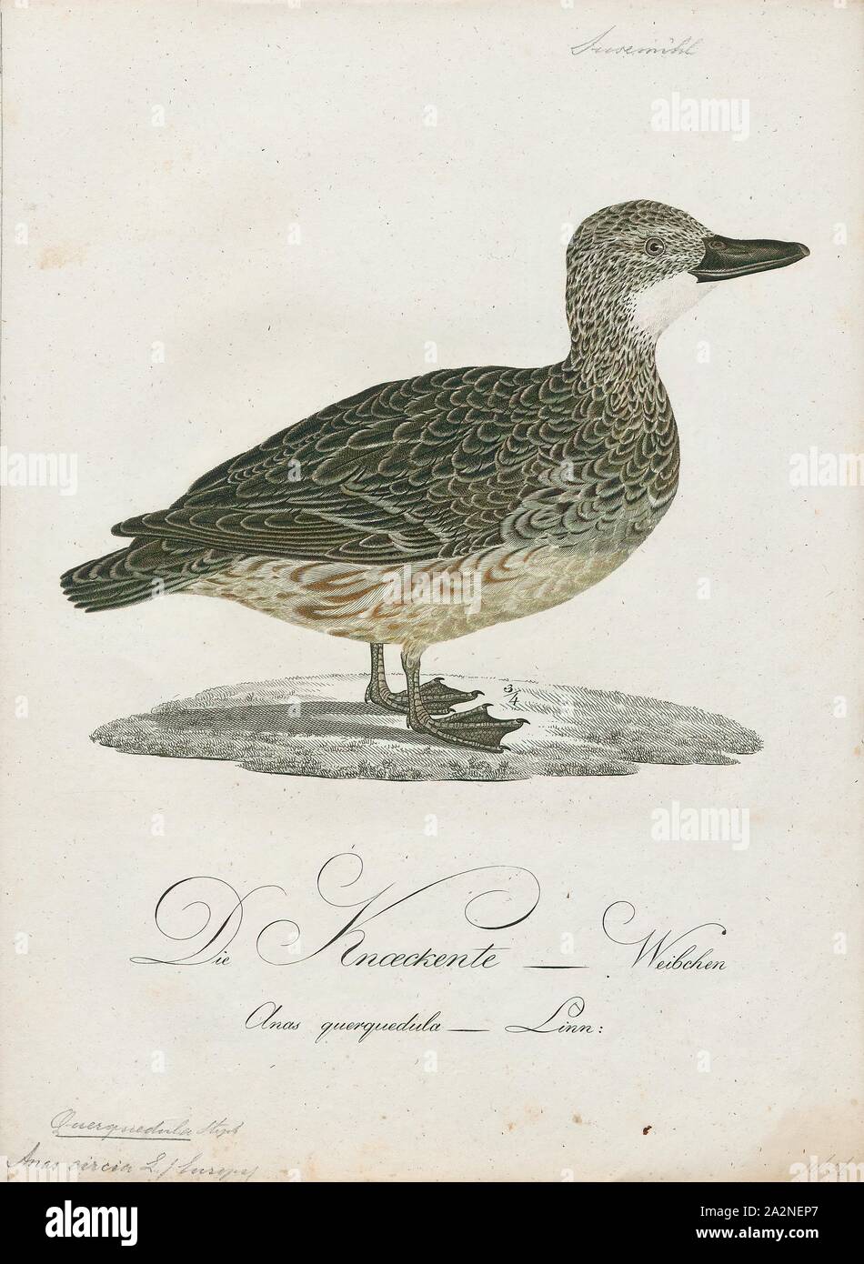 Querquedula circia, Print, 1800-1812 Stock Photo - Alamy