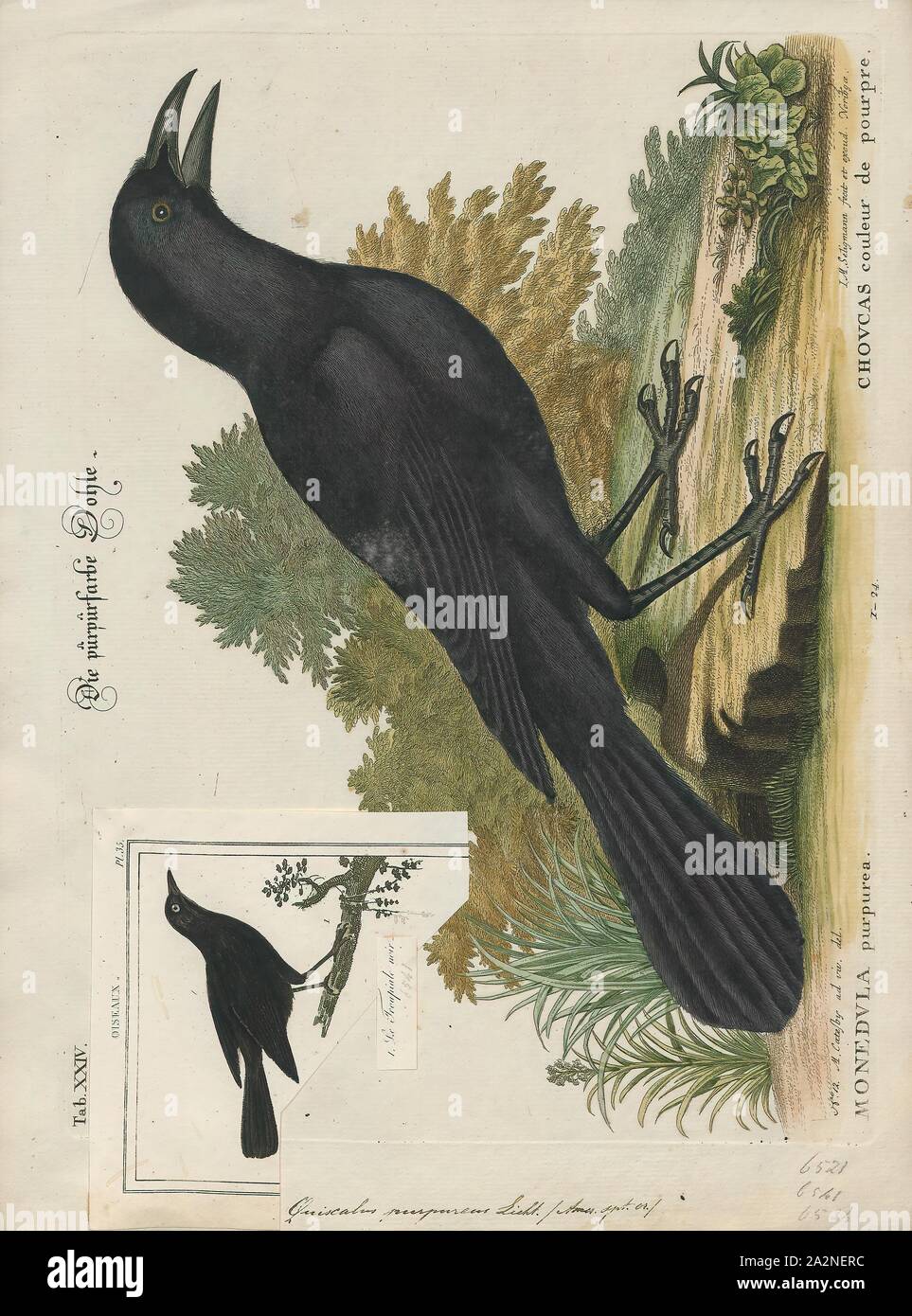 Genus quiscalus hi-res stock photography and images - Alamy