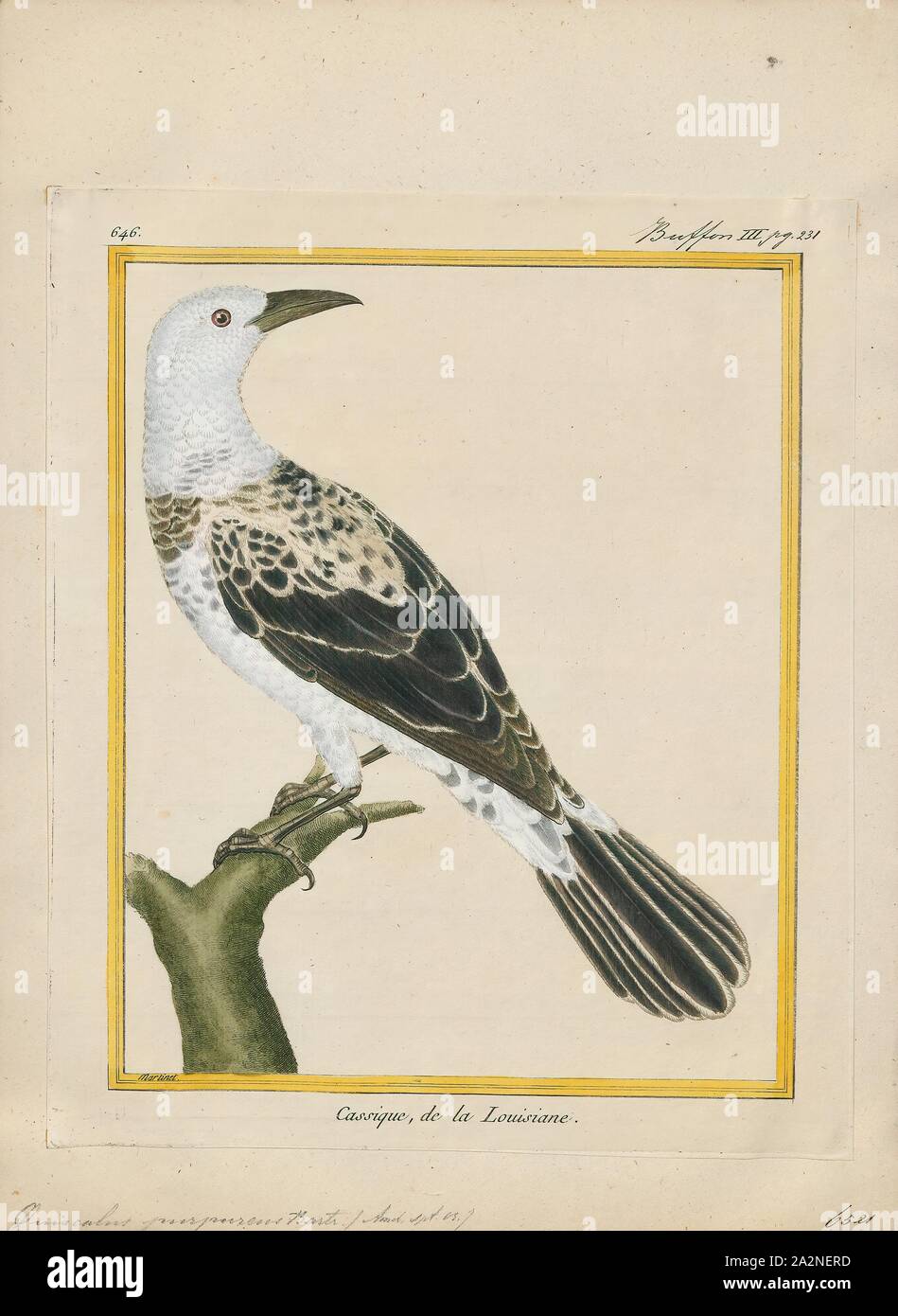 Quiscalus purpureus, Print, The avian genus Quiscalus contains six of ...