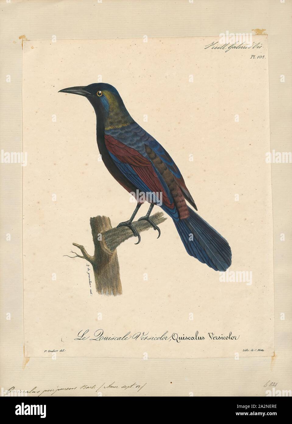 Genus contains six species hi-res stock photography and images - Alamy