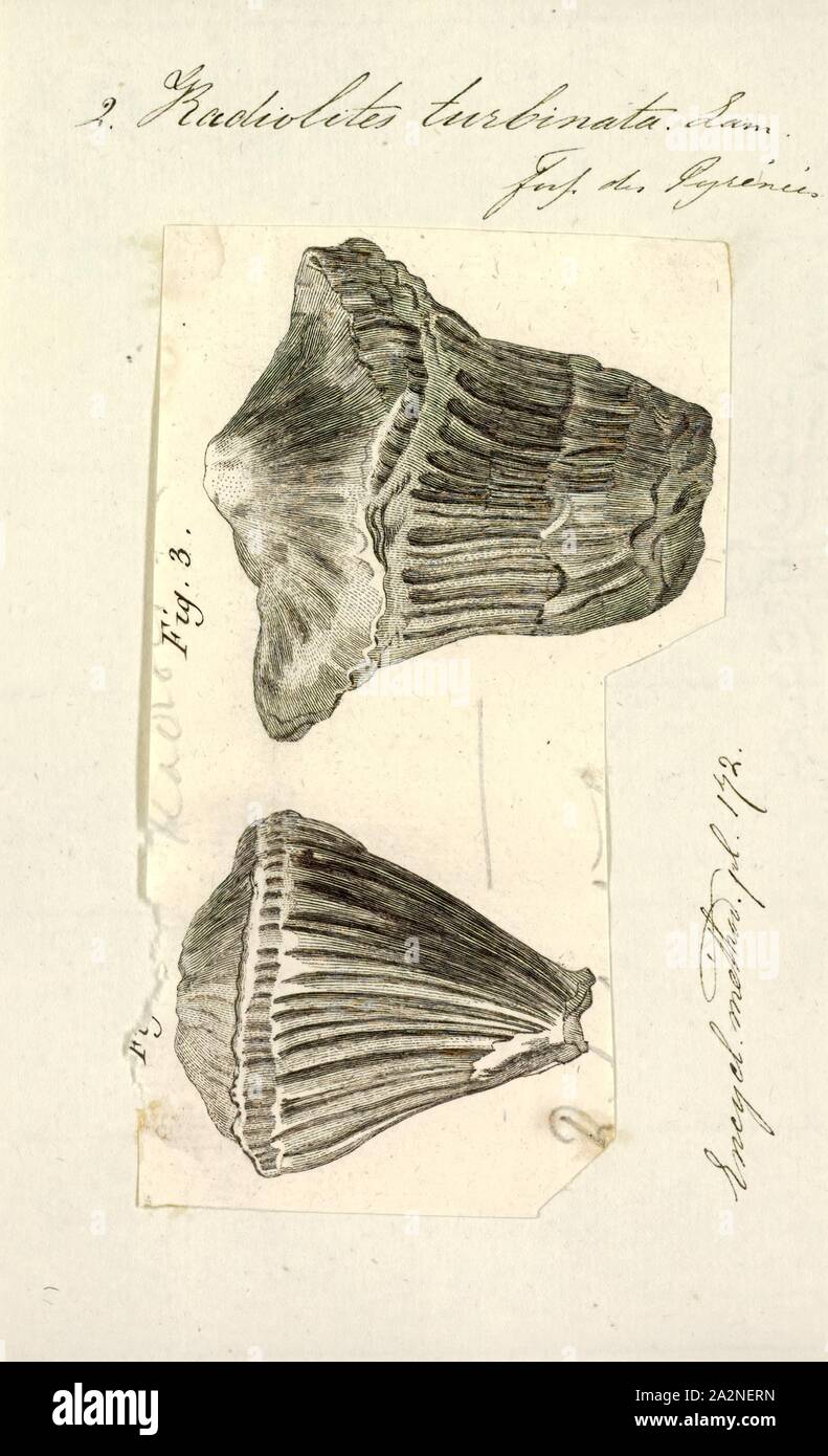 Radiolites turbinata, Print Stock Photo - Alamy