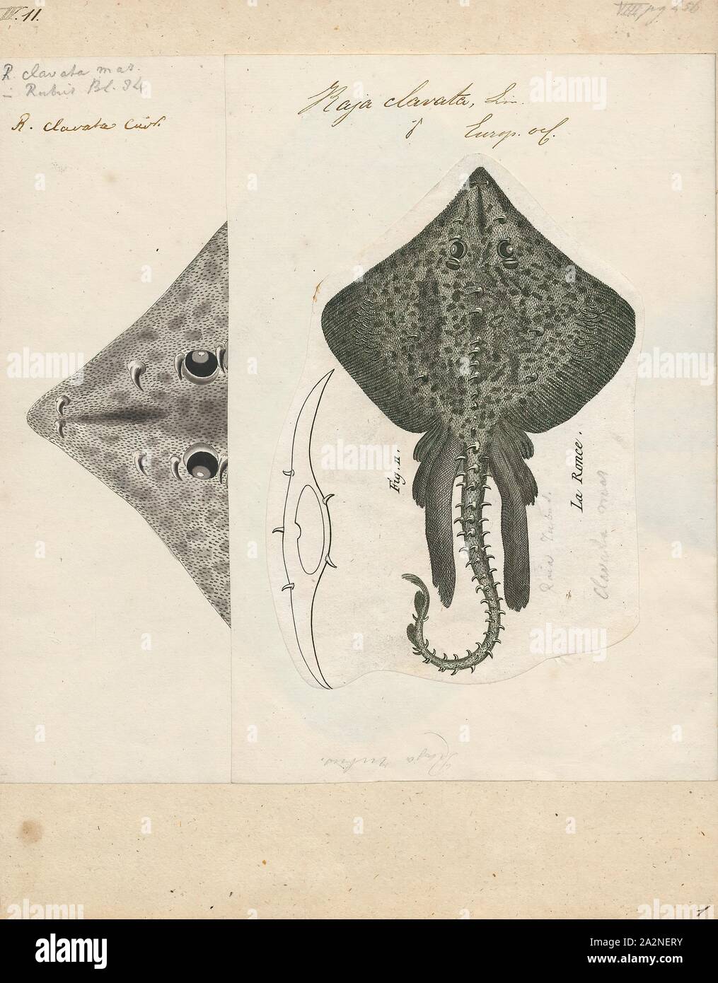 Raja clavata, Print, The thornback ray (Raja clavata), or thornback ...