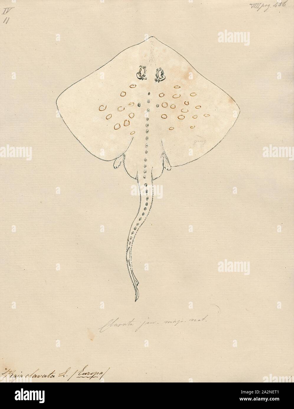 Raja clavata, Print, The thornback ray (Raja clavata), or thornback ...