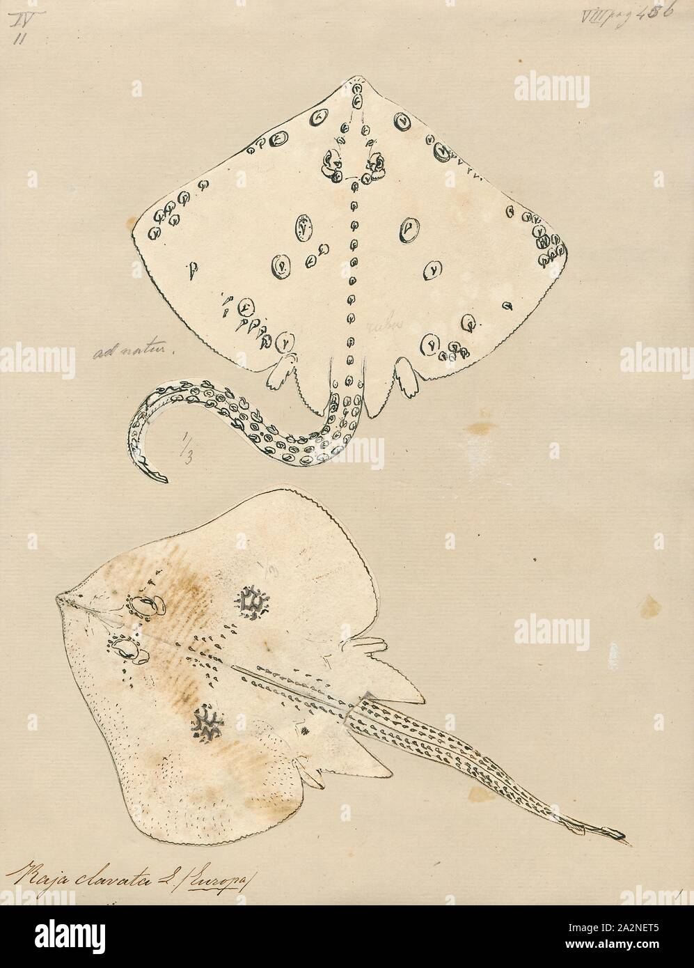 Raja clavata, Print, The thornback ray (Raja clavata), or thornback ...
