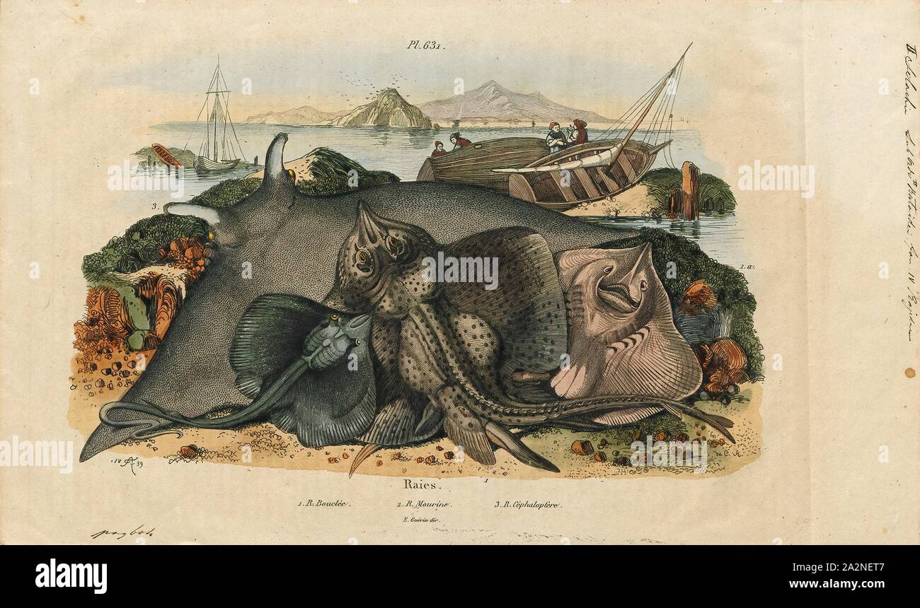 Raja clavata, Print, The thornback ray (Raja clavata), or thornback ...