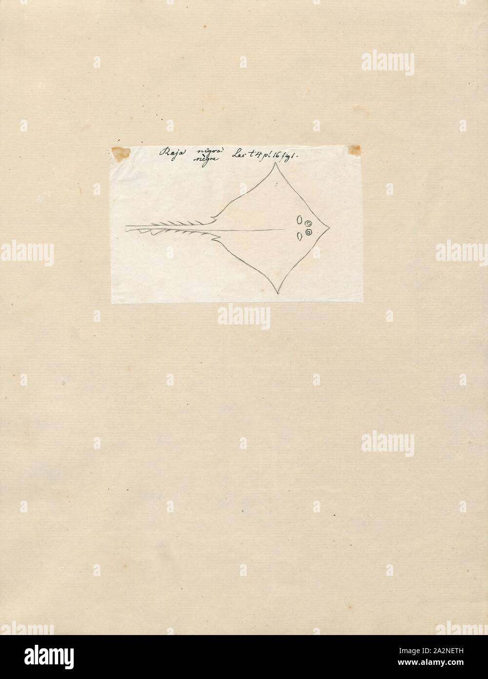 Raja nigra, Print, 1700-1880 Stock Photo - Alamy