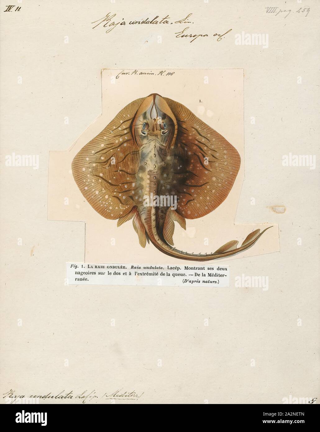 Gulf of guinea fish hi-res stock photography and images - Alamy