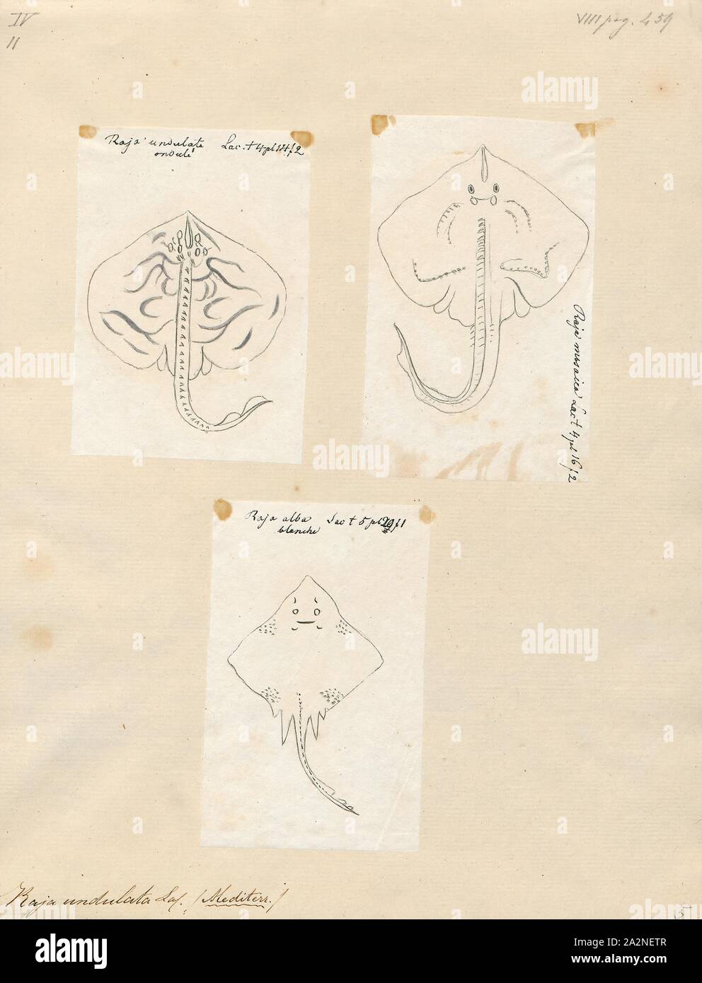 Raja undulata undulate ray hi-res stock photography and images - Alamy