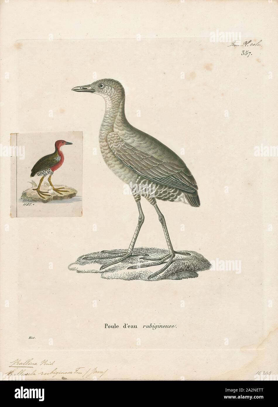 Fifth species hi-res stock photography and images - Alamy