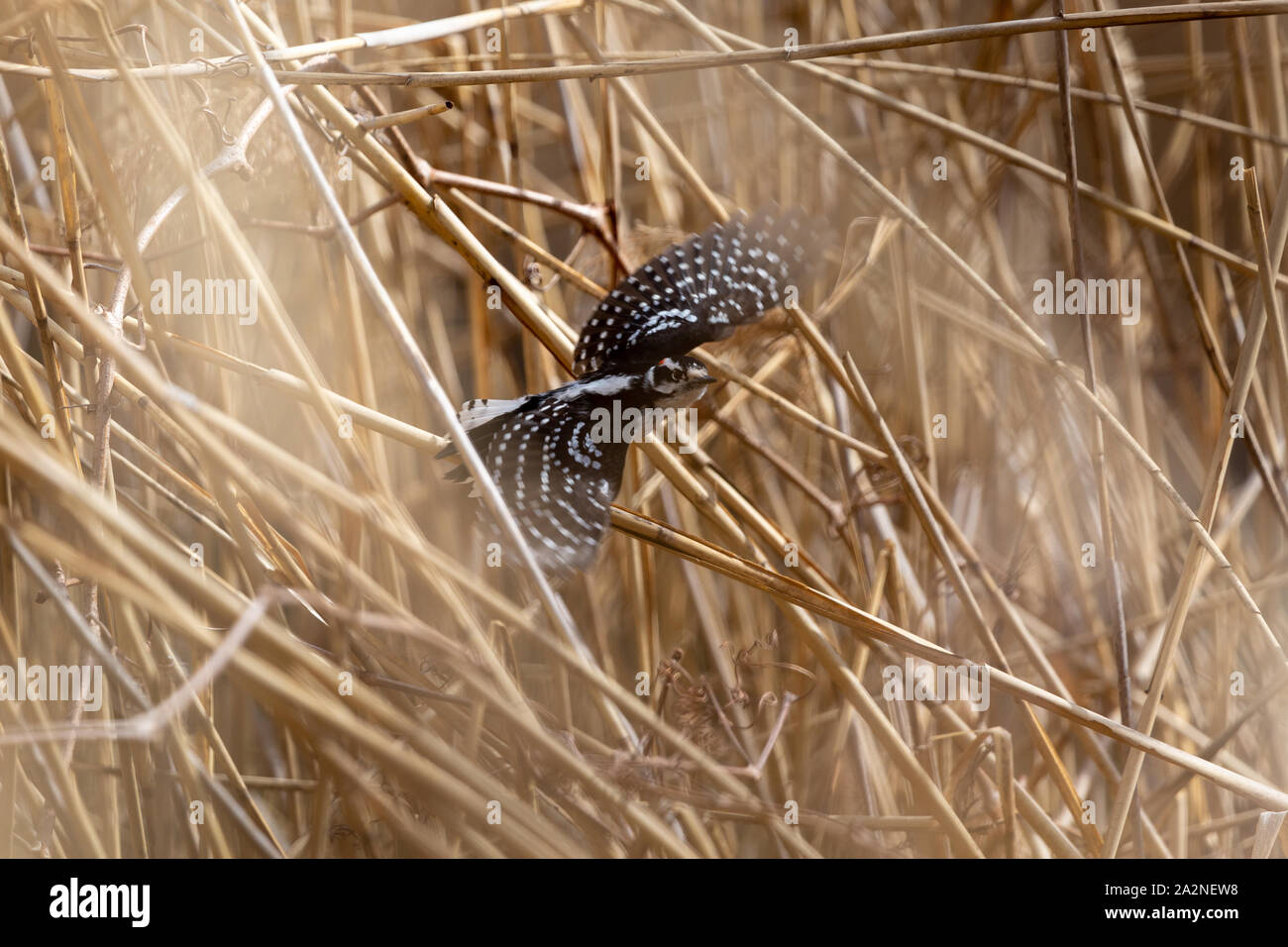 A downy woodpecker flying through chutes of tallgrass in the Piermont ...