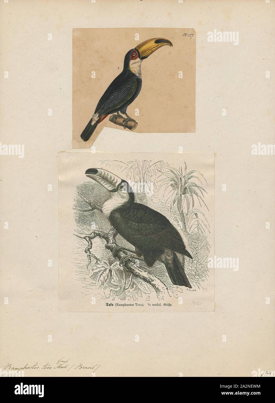 Simply toucan hi-res stock photography and images - Alamy