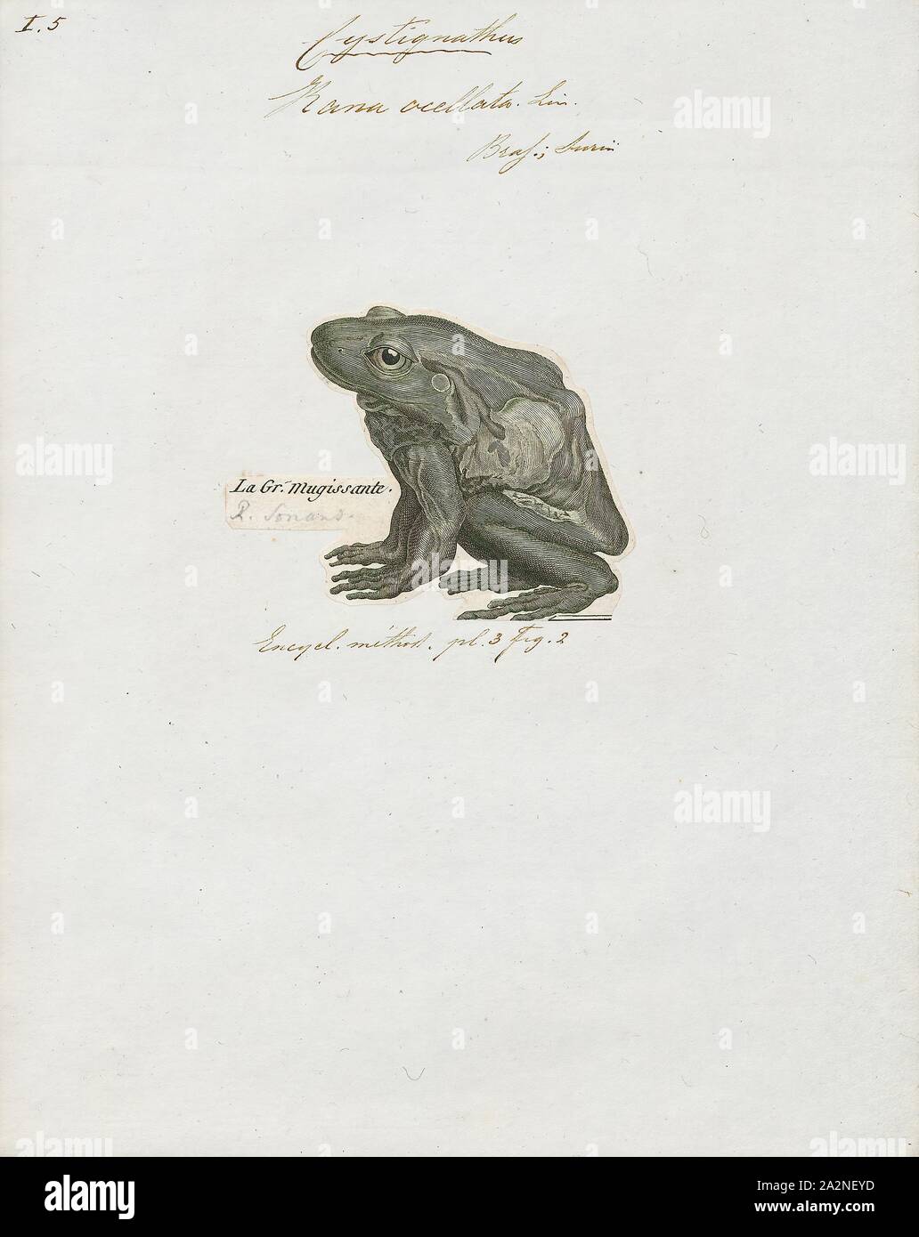 Ocellata hi-res stock photography and images - Alamy