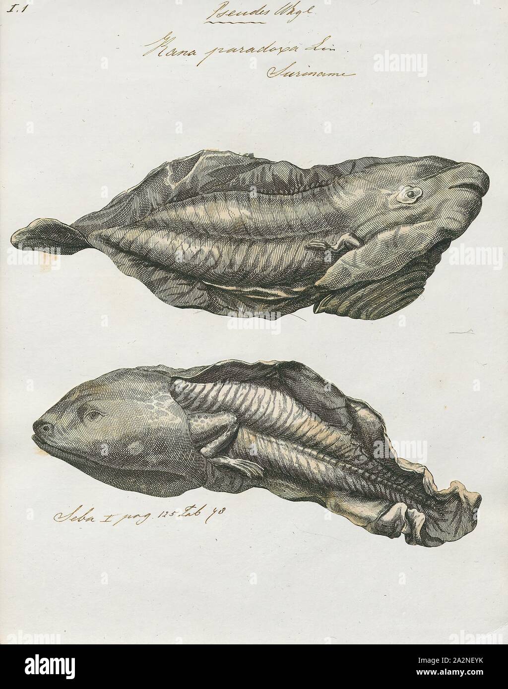 Paradoxa hi-res stock photography and images - Alamy