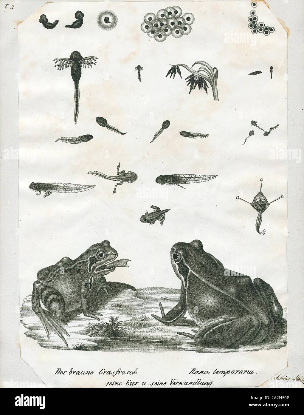 Semi aquatic species hi-res stock photography and images - Alamy