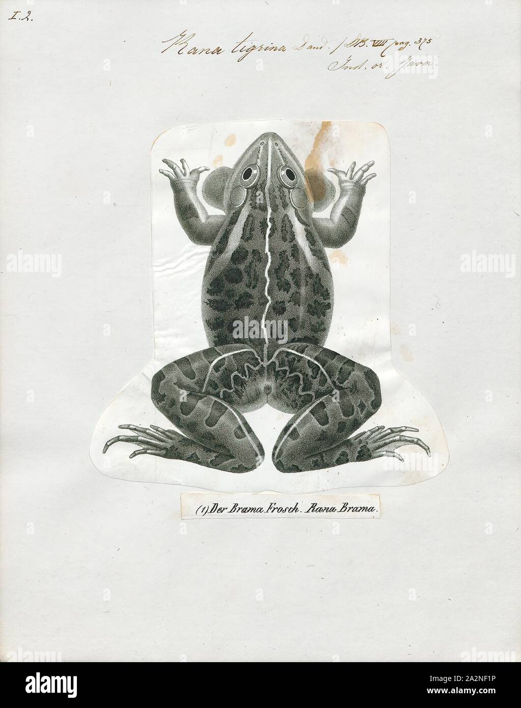 Bangladesh madagascar hi-res stock photography and images - Alamy