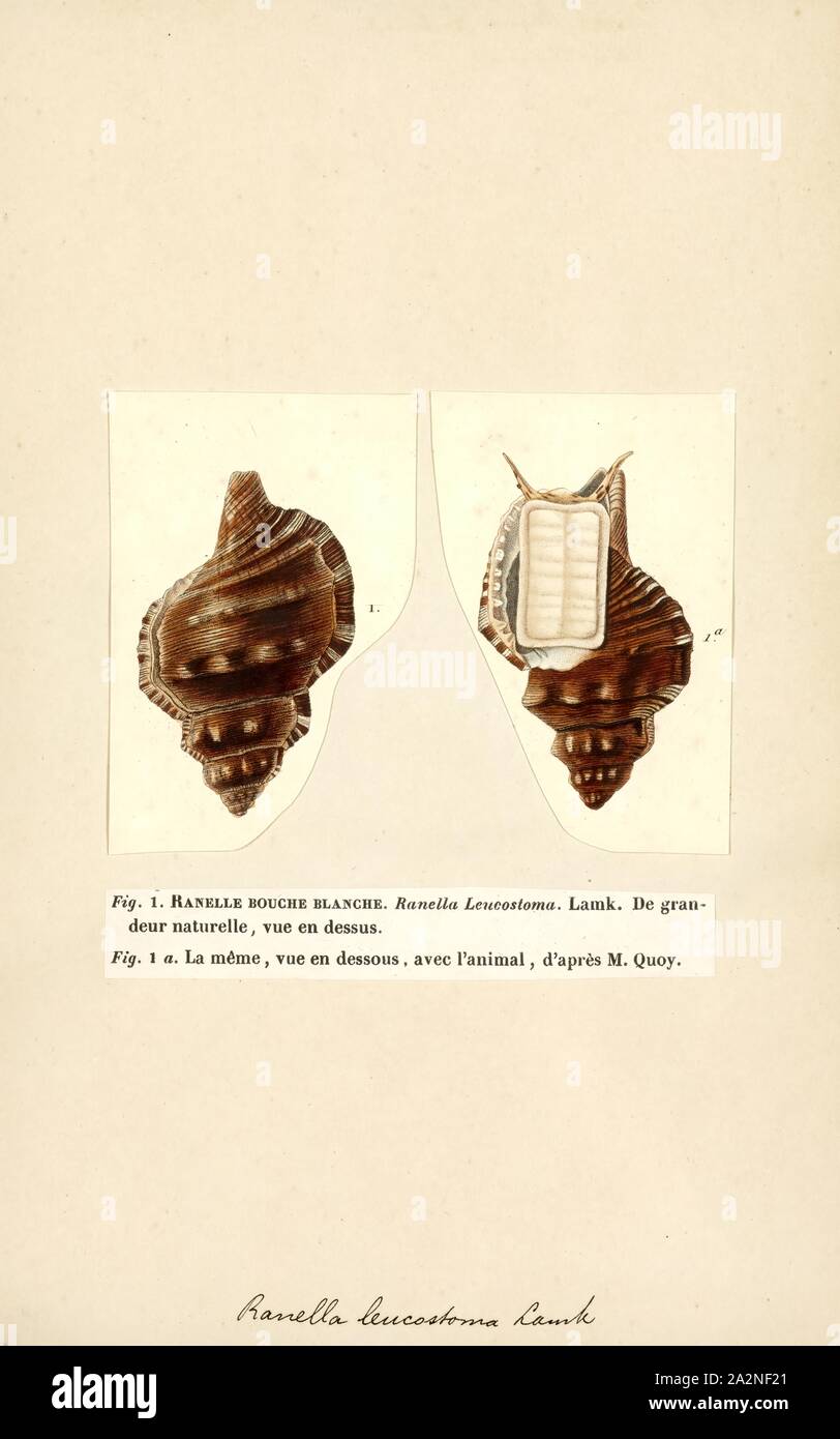 Ranella, Print, Ranella is a genus of large warm-water and tropical sea ...