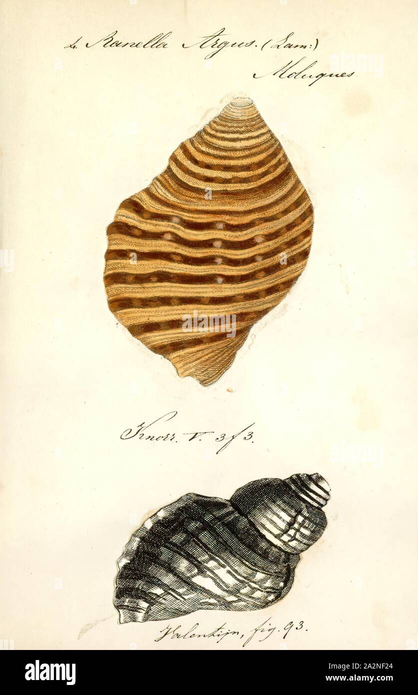 Ranella argus, Print, Ranella is a genus of large warm-water and ...