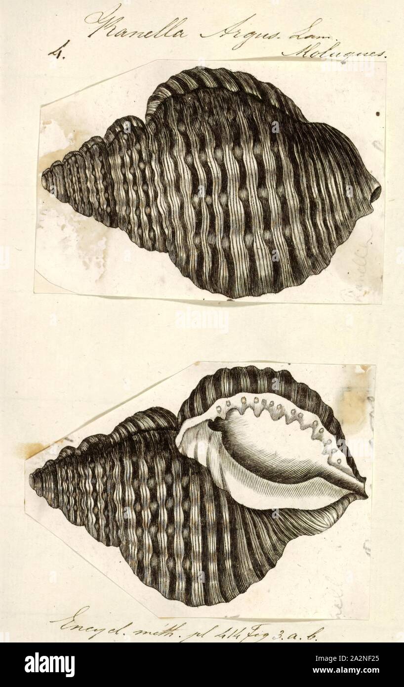 Ranella argus, Print, Ranella is a genus of large warm-water and ...