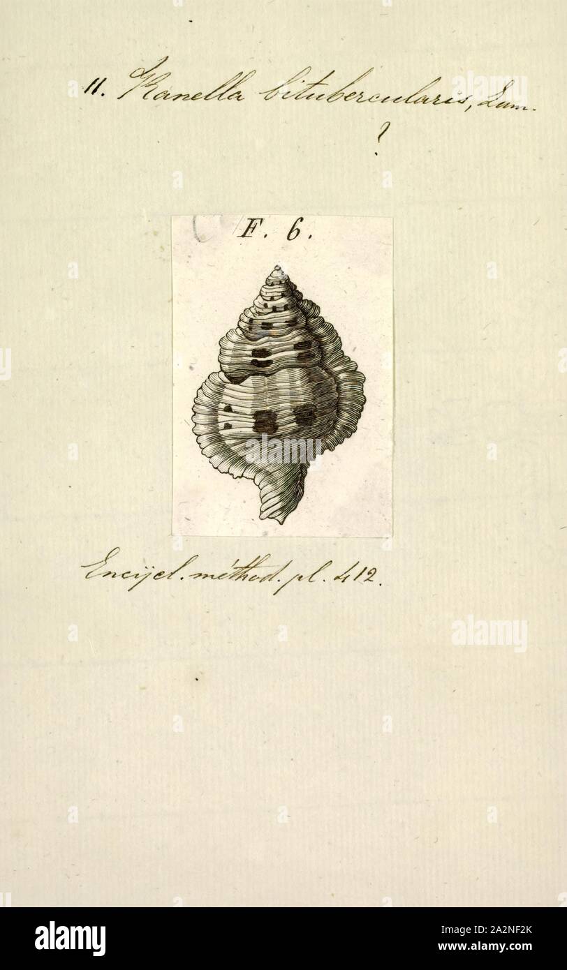 Ranella bitubercularis, Print, Ranella is a genus of large warm-water ...