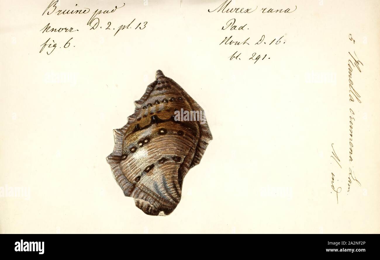 Ranella crumena, Print, Ranella is a genus of large warm-water and ...