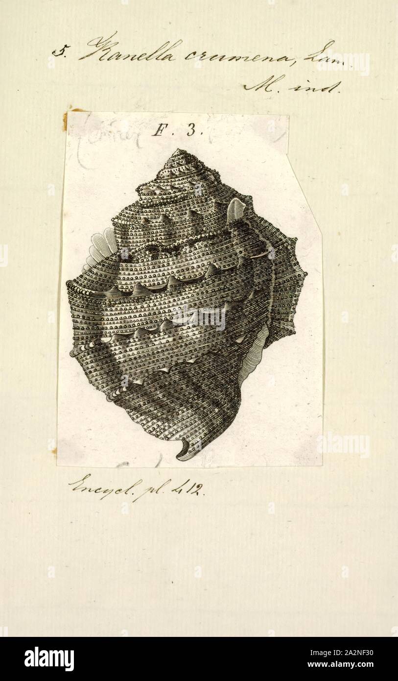 Ranella crumena, Print, Ranella is a genus of large warm-water and ...