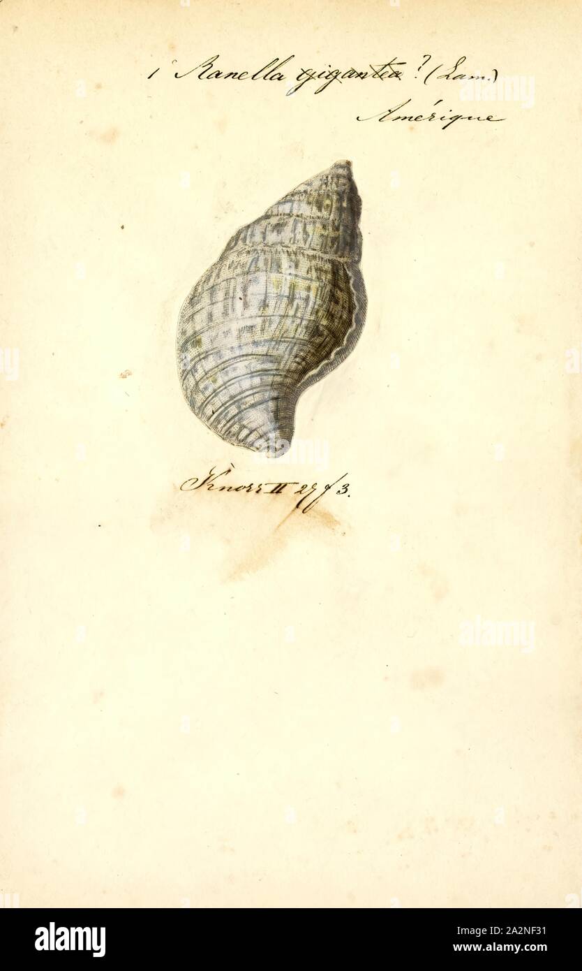 Ranella gigantea, Print, Ranella olearium, common name the wandering ...