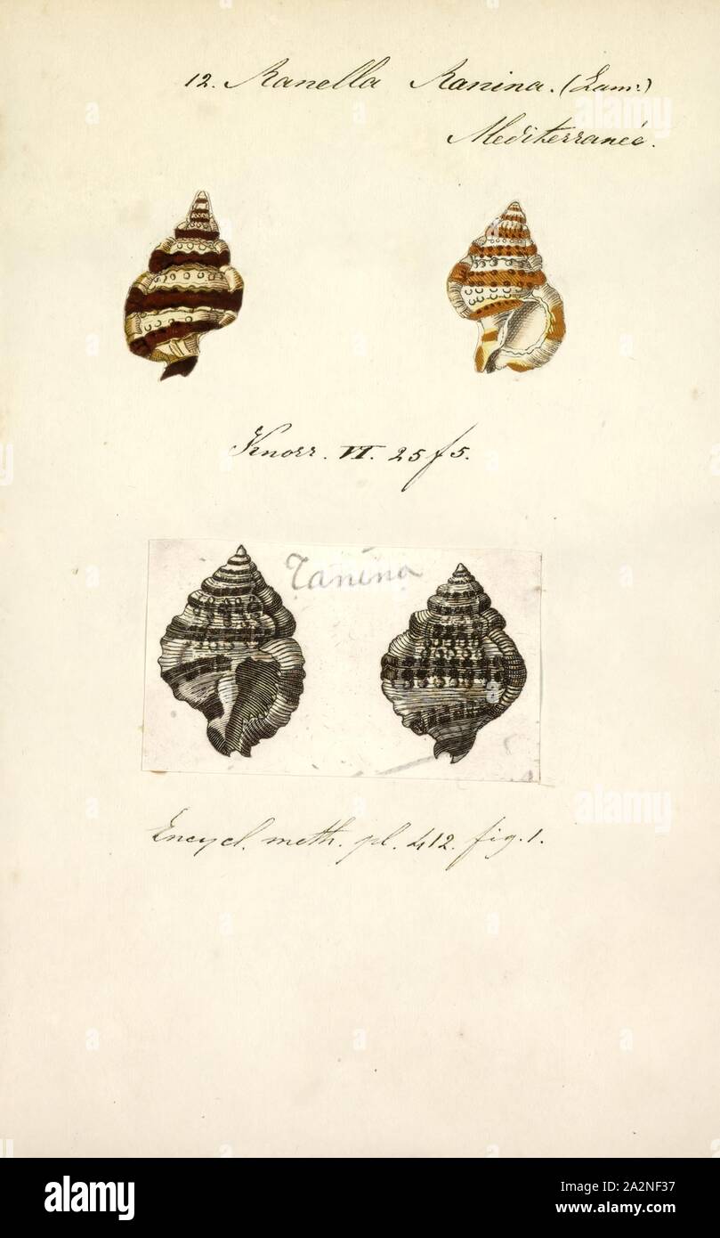 Ranella ranina hi-res stock photography and images - Alamy