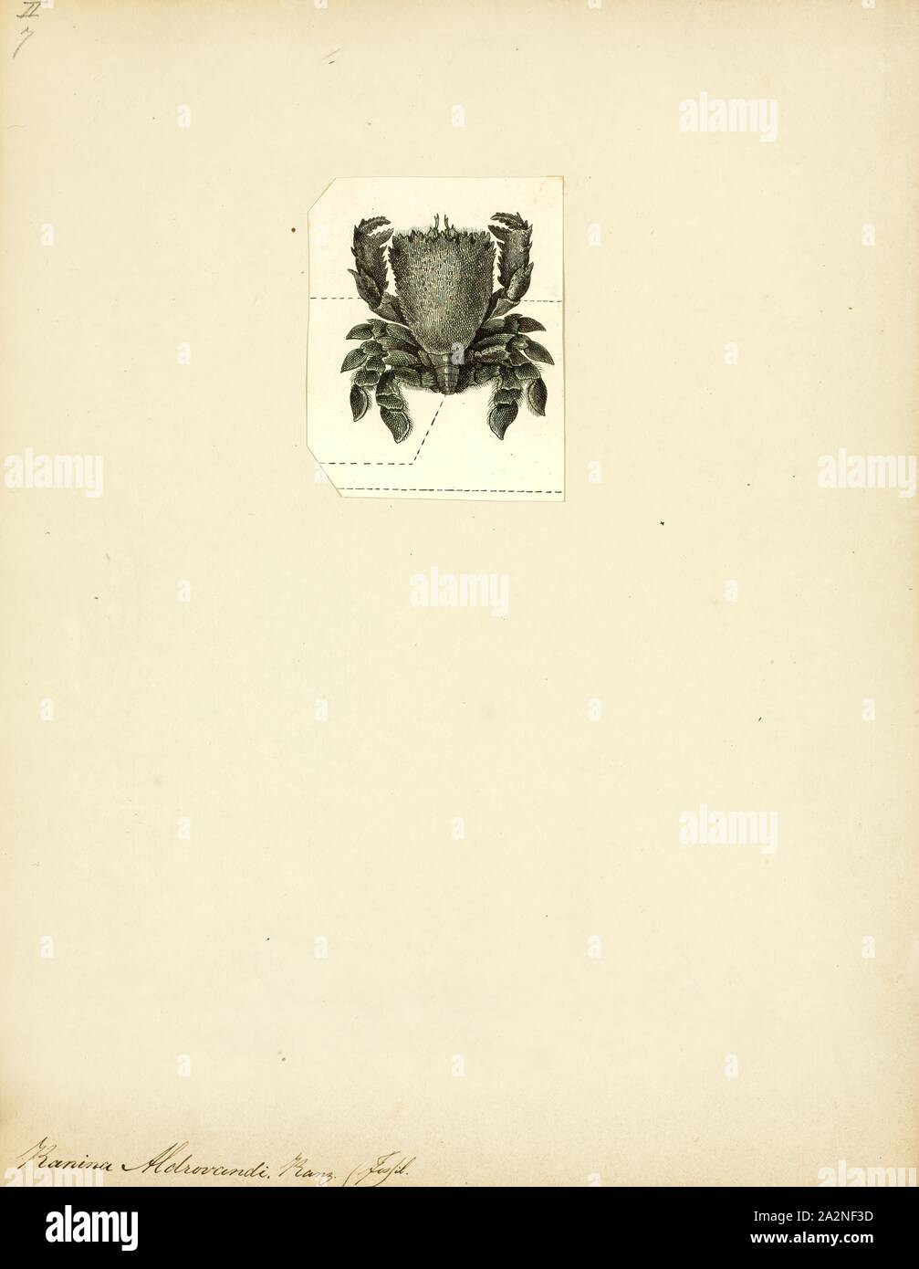 Ranina aldrovandi hi-res stock photography and images - Alamy