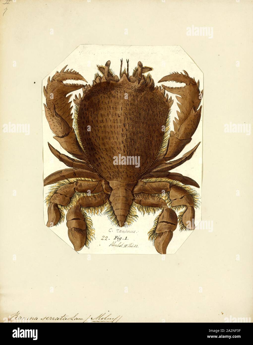 Spanner crab hi-res stock photography and images - Alamy