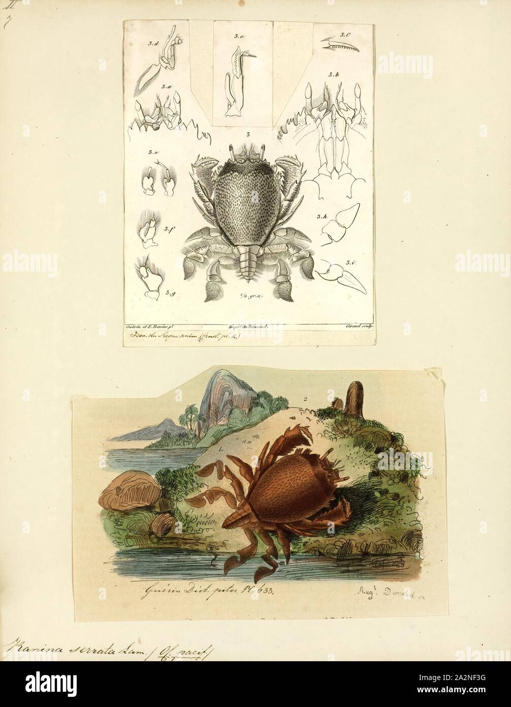 Spanner crab hi-res stock photography and images - Alamy