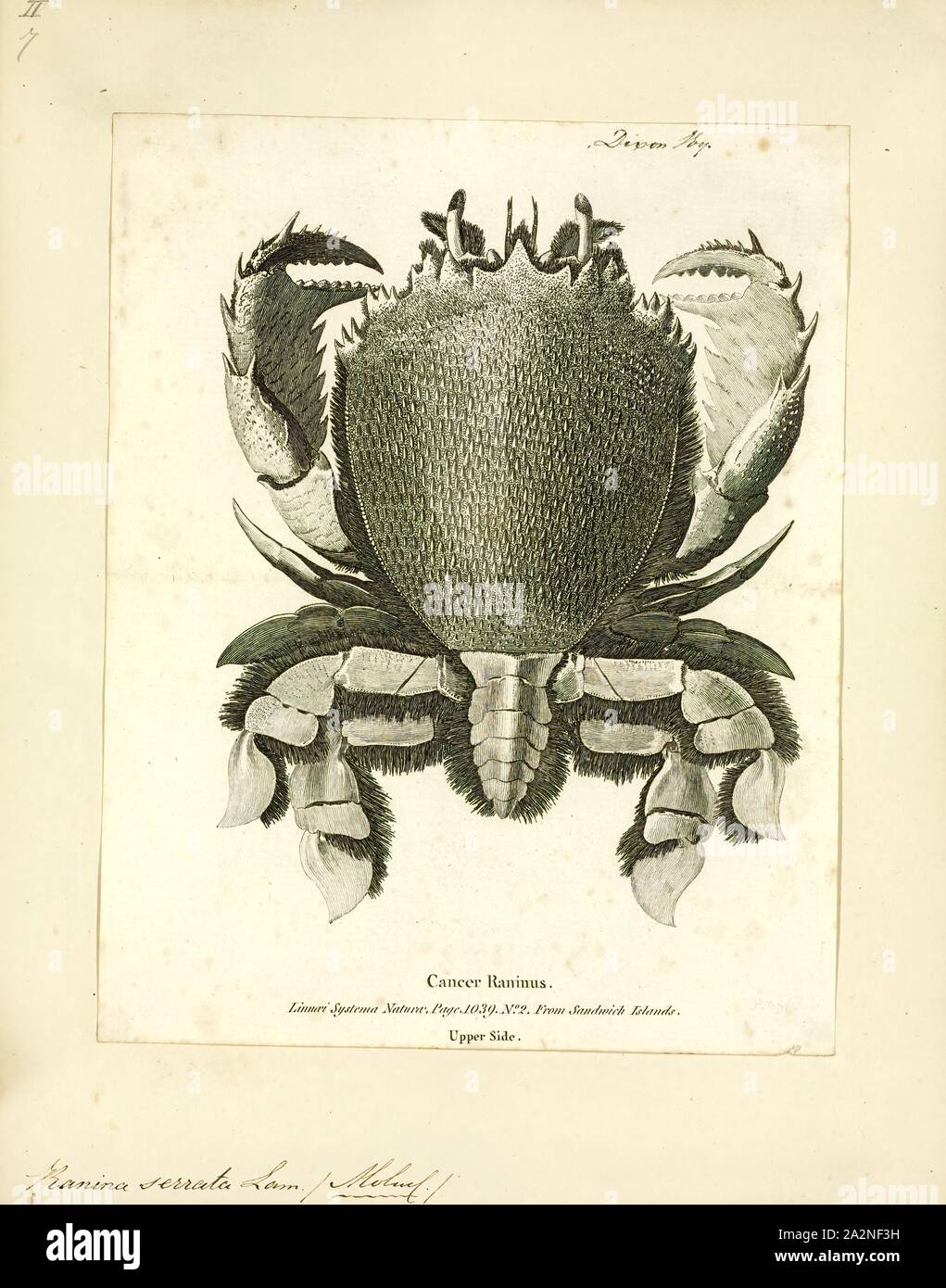 Spanner crab hi-res stock photography and images - Alamy