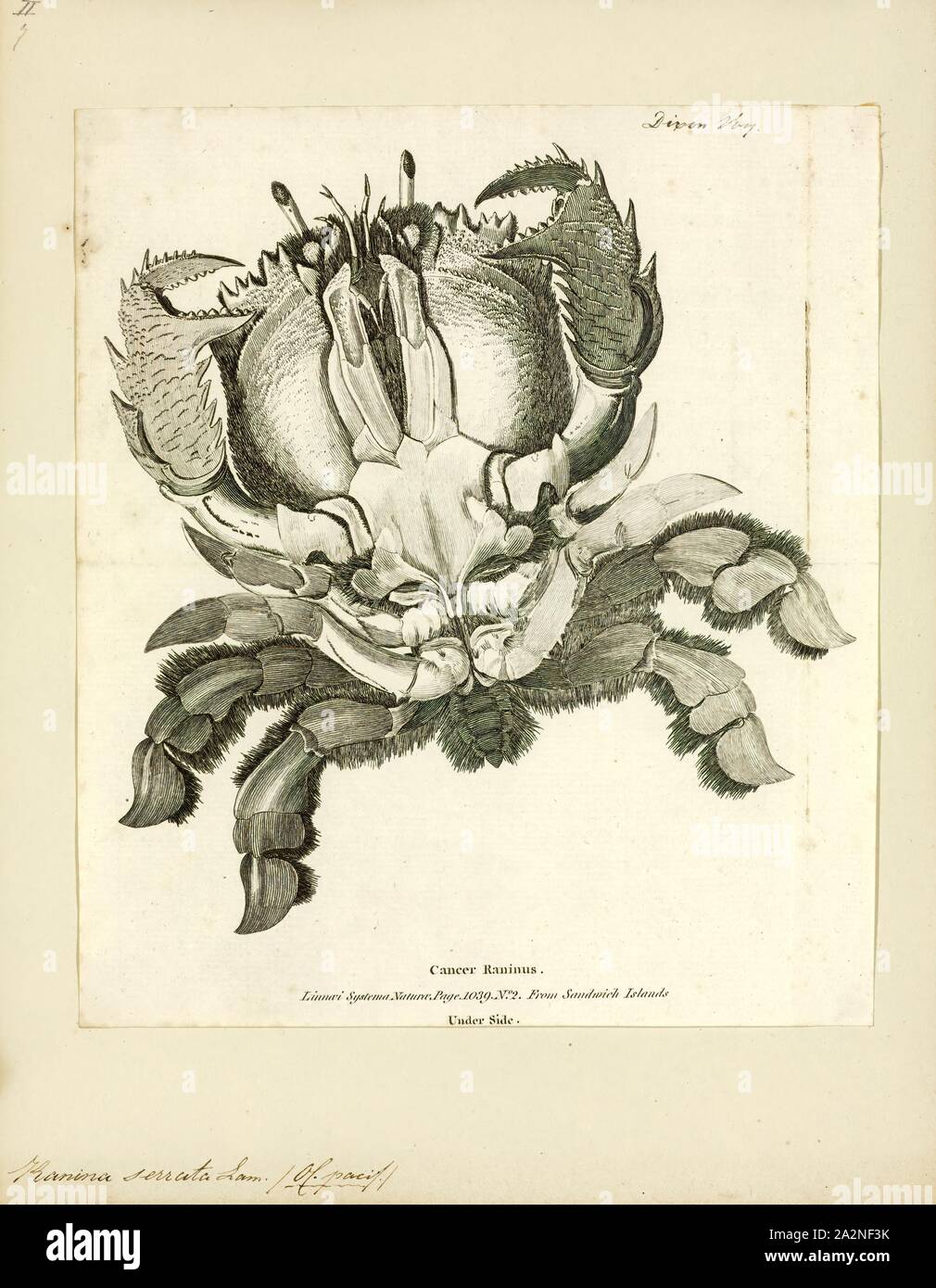 Spanner crab hi-res stock photography and images - Alamy