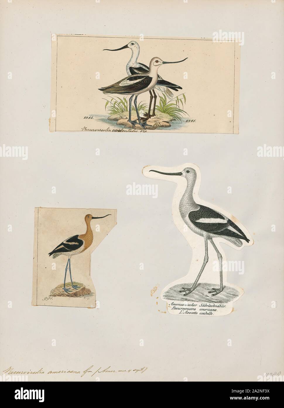 Recurvirostra americana stilt family hi-res stock photography and ...