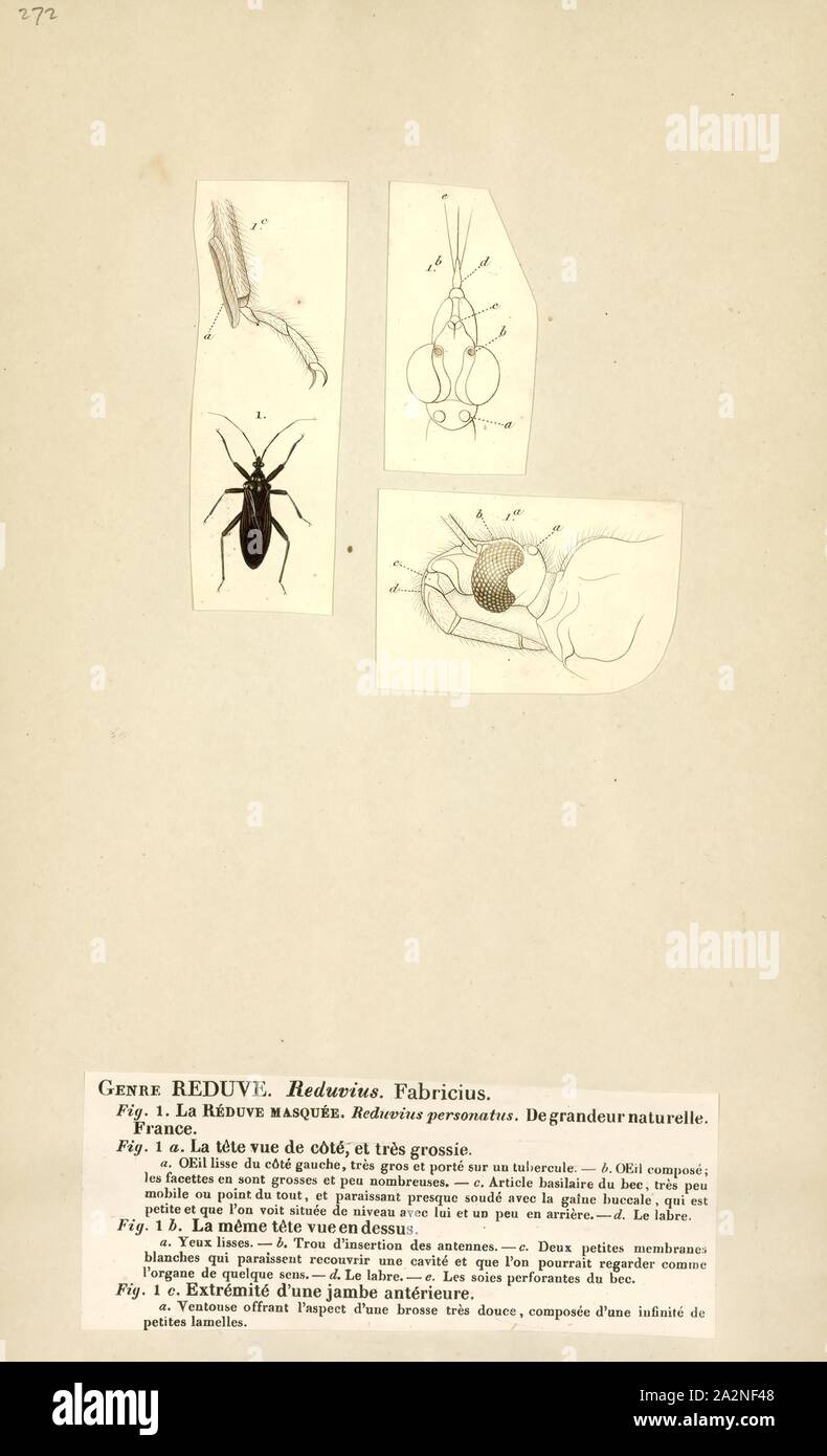 Reduvius, Print, Reduvius is a large genus of reduviids or assassin ...