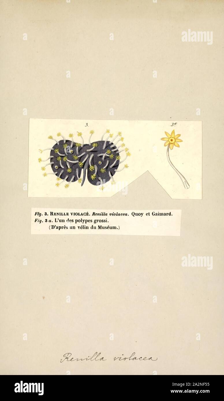 Renilla violacea, Print, Renilla is a genus of sea pen. It is the only ...