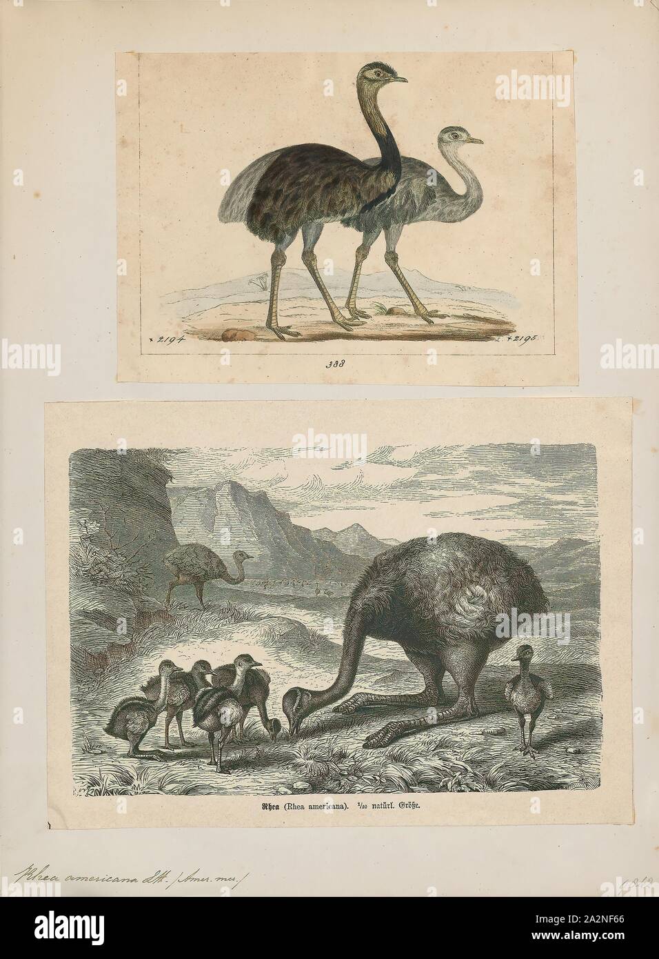 Rhea americana, Print, The greater rhea (Rhea americana) is a species ...