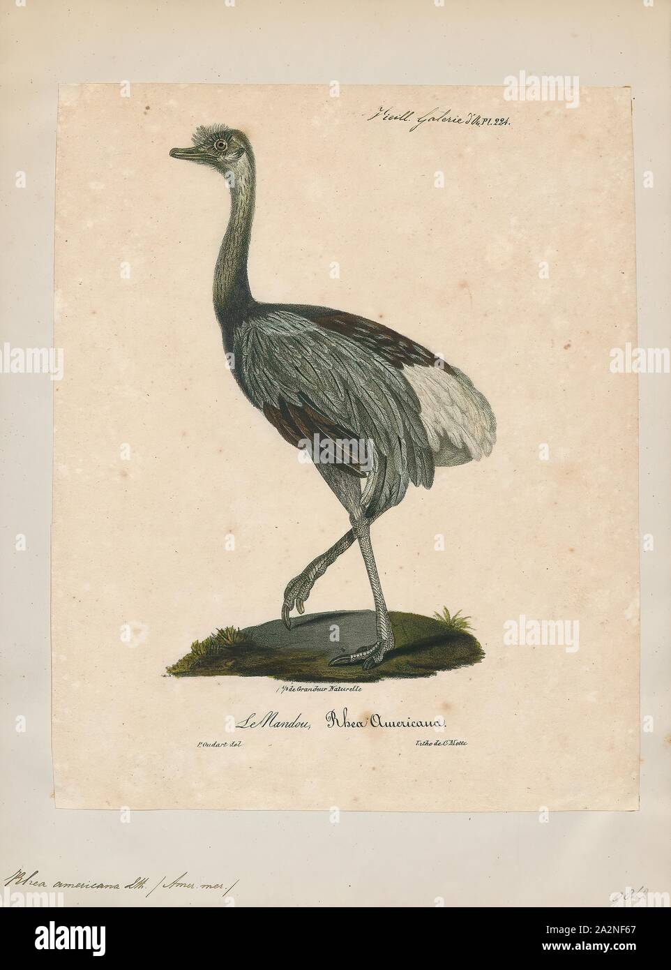 Savanna areas hi-res stock photography and images - Alamy