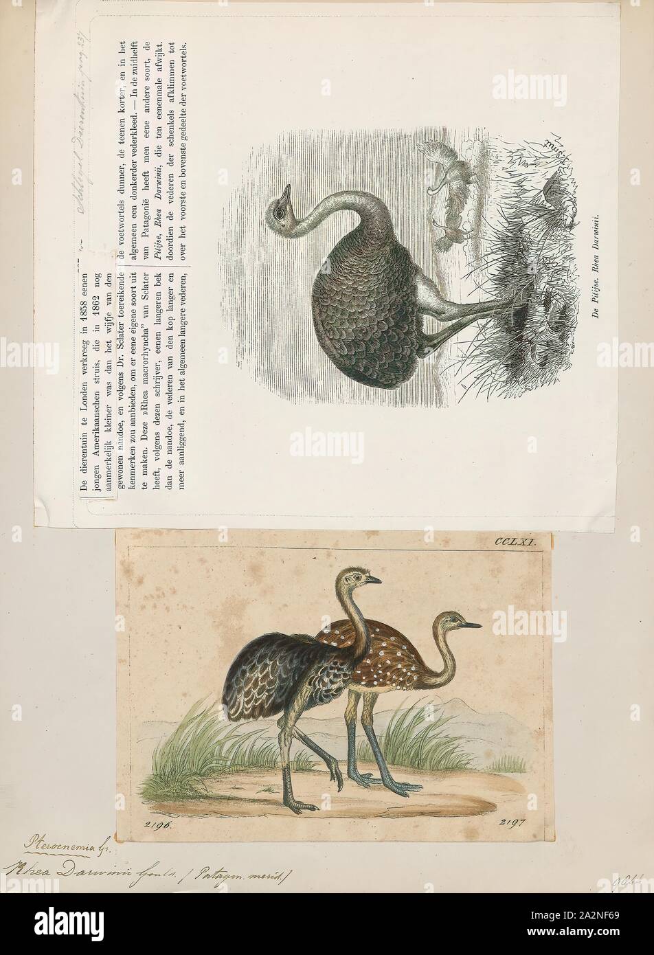 Rhea darwinii hi-res stock photography and images - Alamy