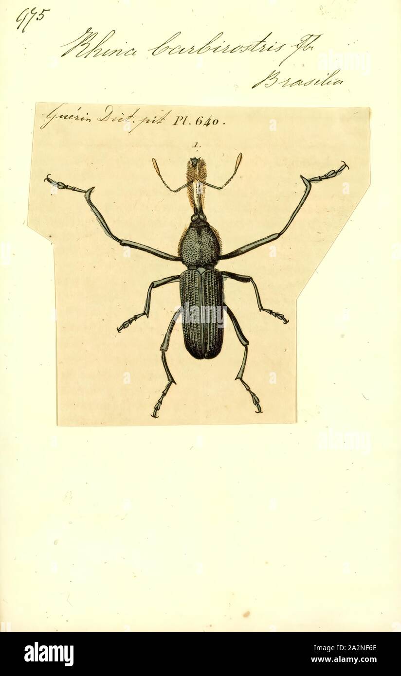 Rhina hi-res stock photography and images - Alamy