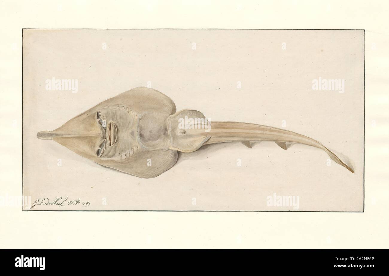 Rhinobatis hi-res stock photography and images - Alamy