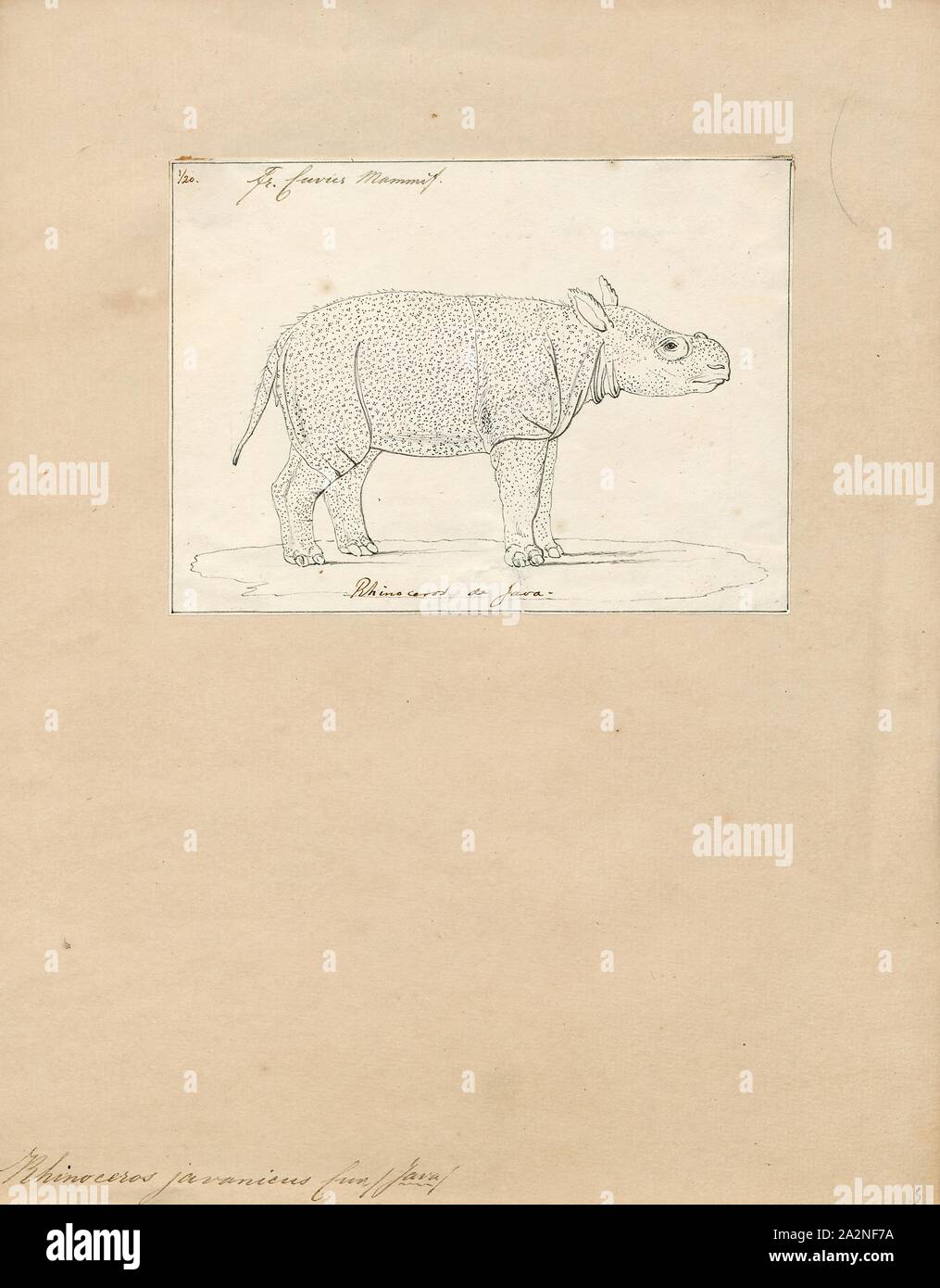 Species of odd toed ungulates in the family rhinocerotidae hi-res stock ...