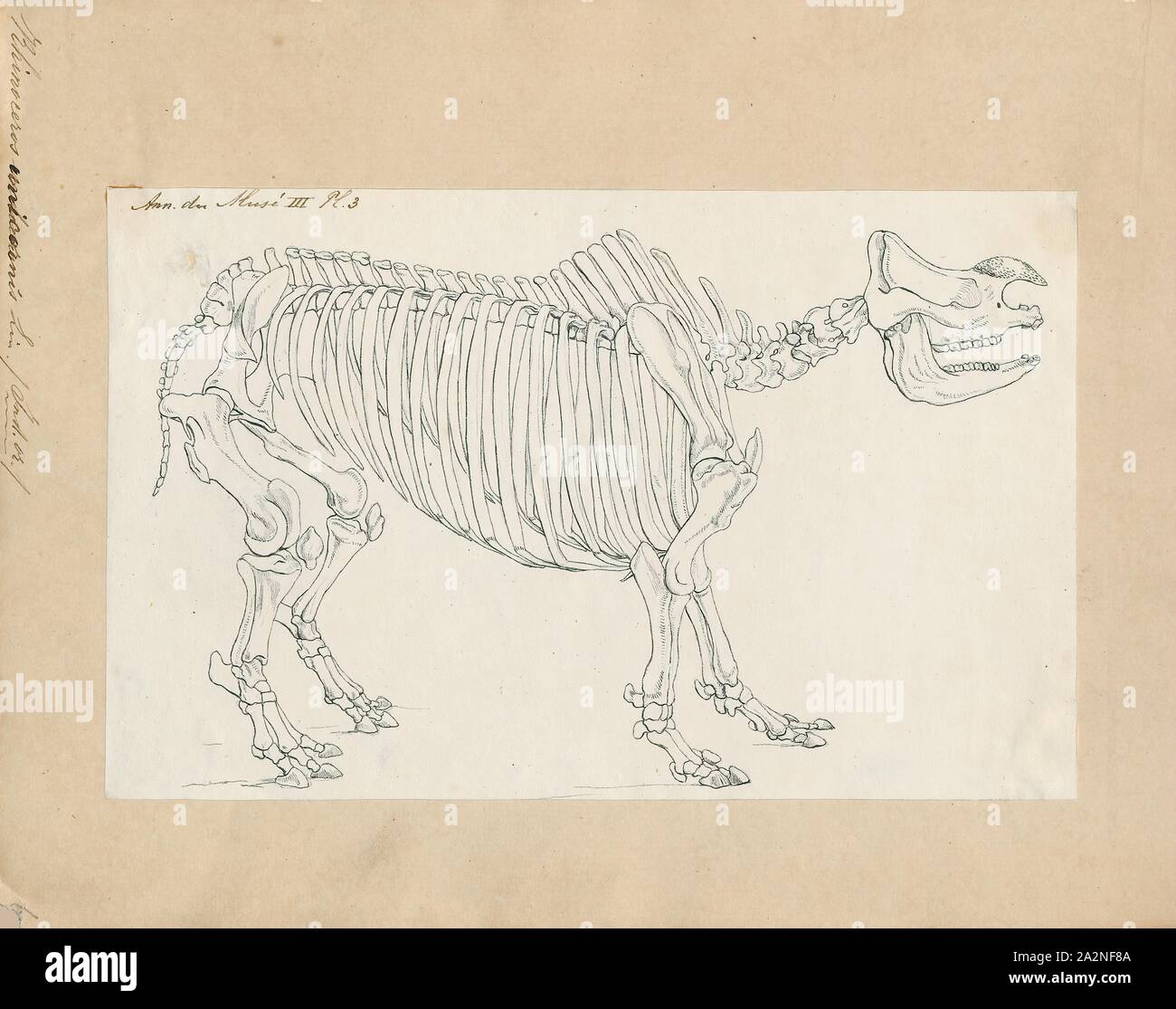 rhino skeleton structure