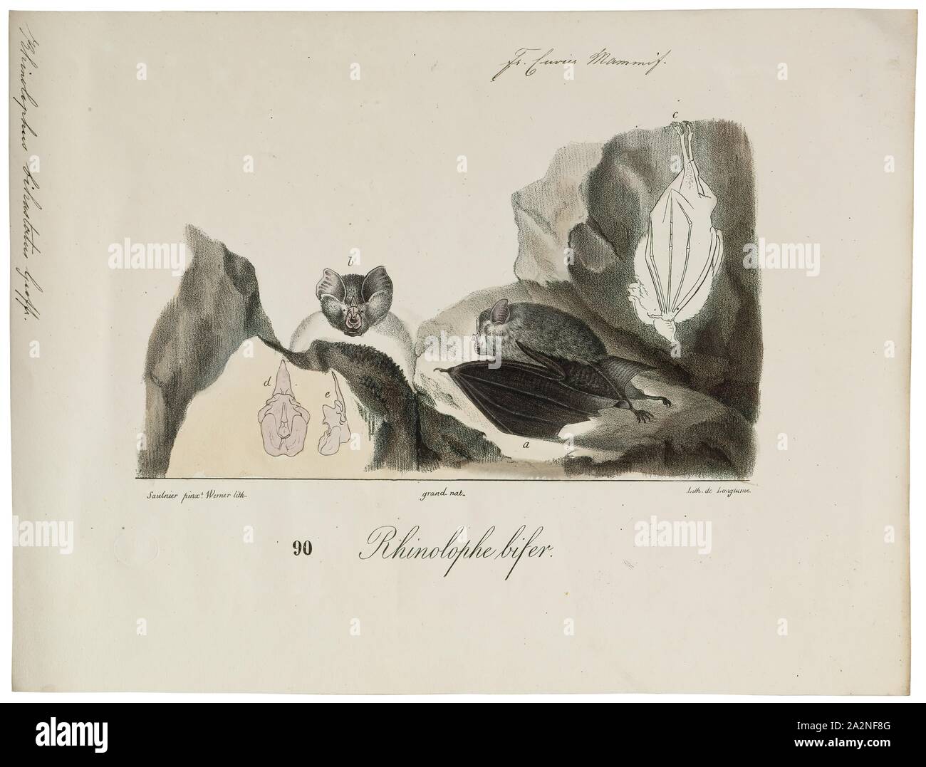 Rhinolophus bihastatus, Print, Horseshoe bat, Horseshoe bats make up ...